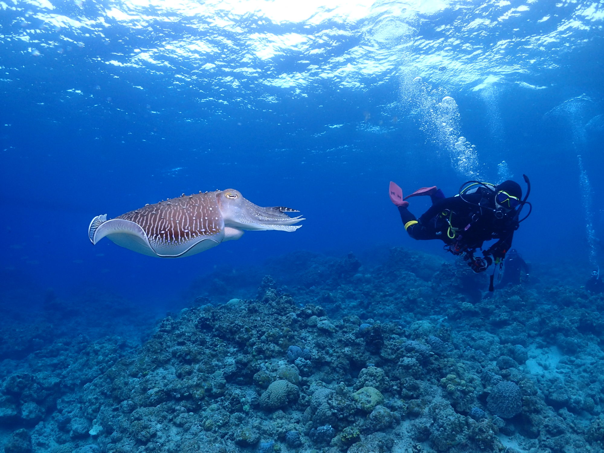 南の風、快晴！そして全部乗せ！ | 石垣島ダイビングジーフリー